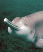 Farewell to the baiji