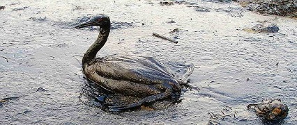 Eradicating ecocide at Rio | Dialogue Earth