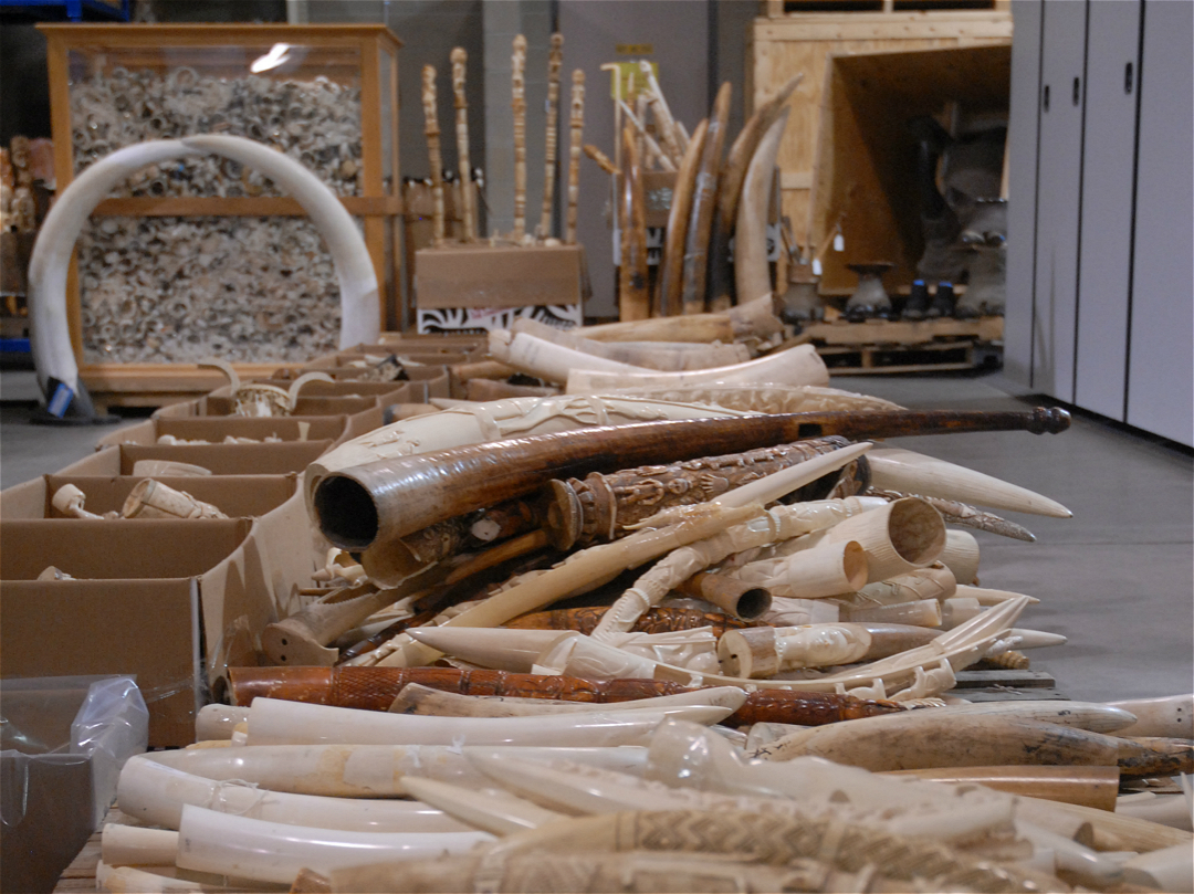 Large ivory seizures in Singapore make it a smuggling hub of "primary ...