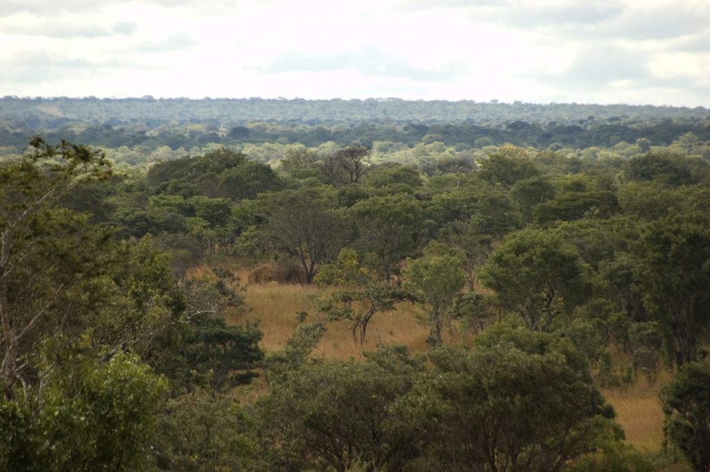 Saving Africa’s miombo woodlands