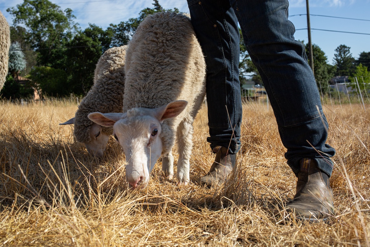 Defuelling California’s wildfires with sheep | Dialogue Earth